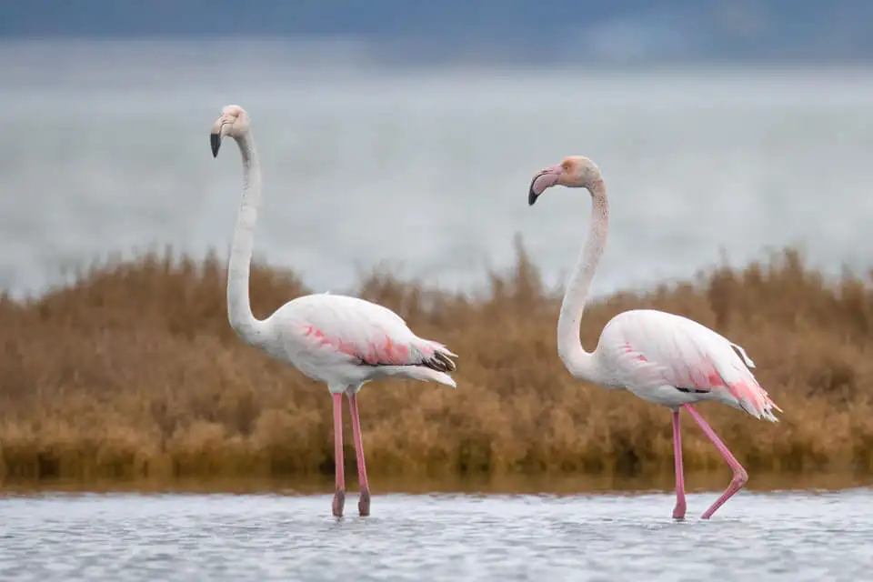 Top 10 Things To Do In Divjake, Albania - Albania 360