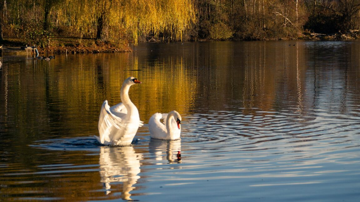 Flamuri Shqiptar - Albania 360
