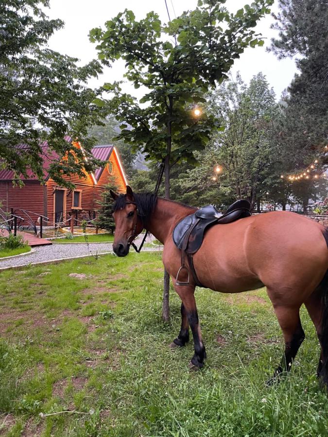 Top 5 stays in Dajt, Tirana - Albania 360